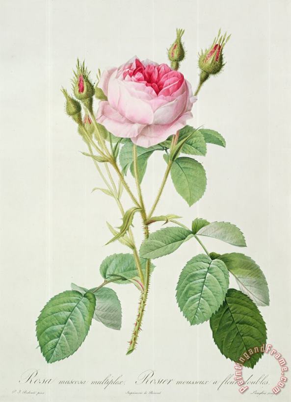 Pierre Joseph Redoute Rosa muscosa multiplex painting - Rosa muscosa ...